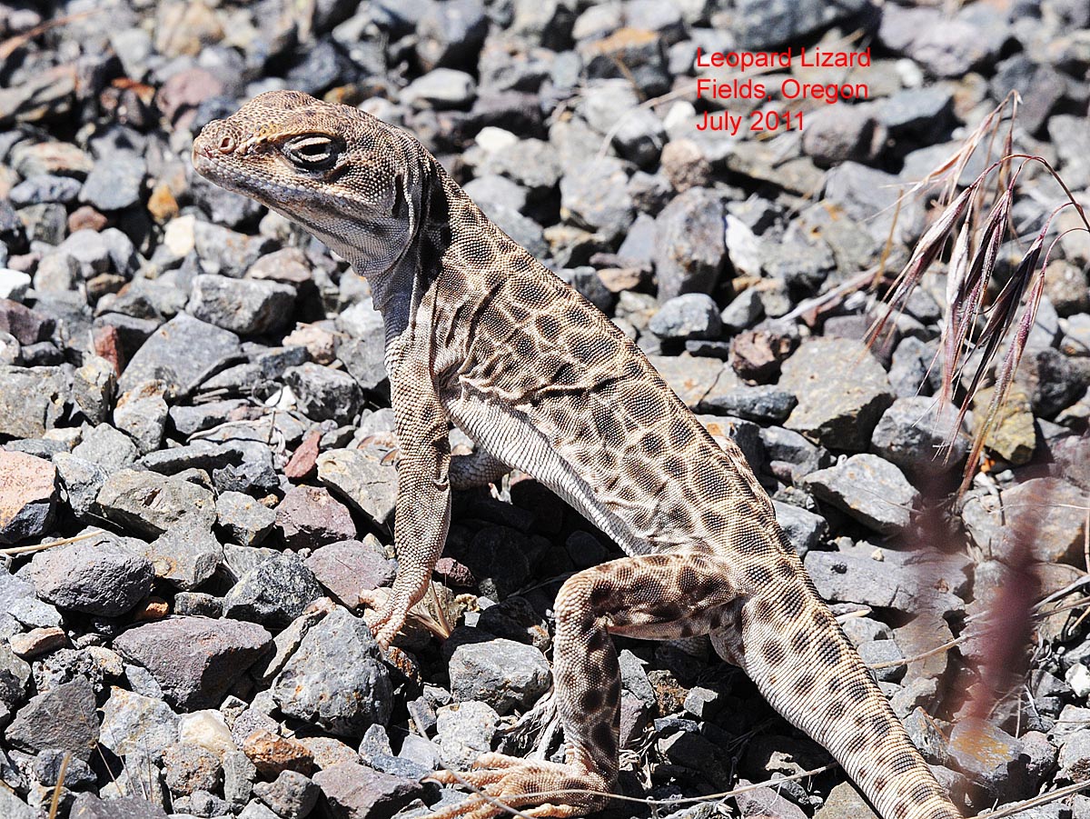 Northwest Nature Notes: LIZARDS ARE COOLER WHERE IT'S HOT