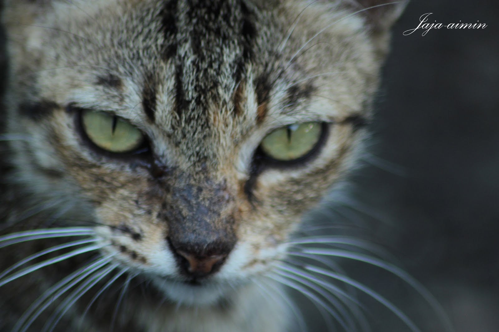 Sha Ahmad.blogspot.com: Koleksi Kucing Meow.Meow