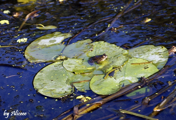 Excursie pe canale in Delta Dunarii - impresii si sentimente ...
