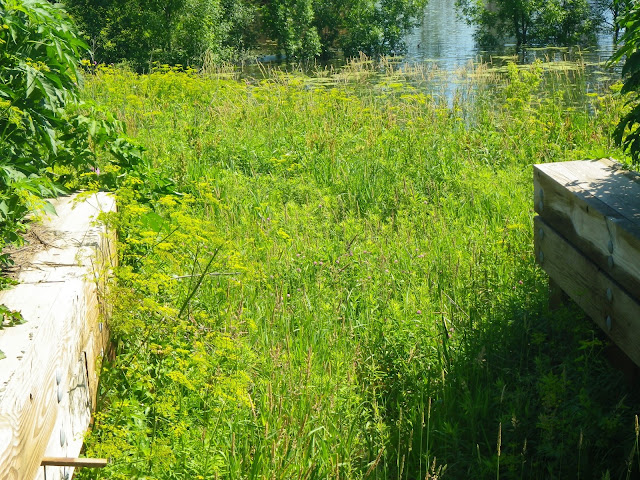 The Lost Grove Lake Mapping Project