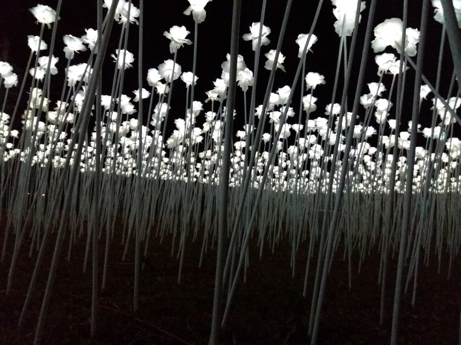 10k White Roses VS 2k Red Roses (Cordova, Cebu PH) | TravelsomeChic