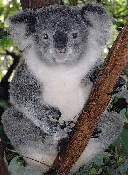 Amazing Koala: Endangered Species, Koalas Facts, Photos, Information ...