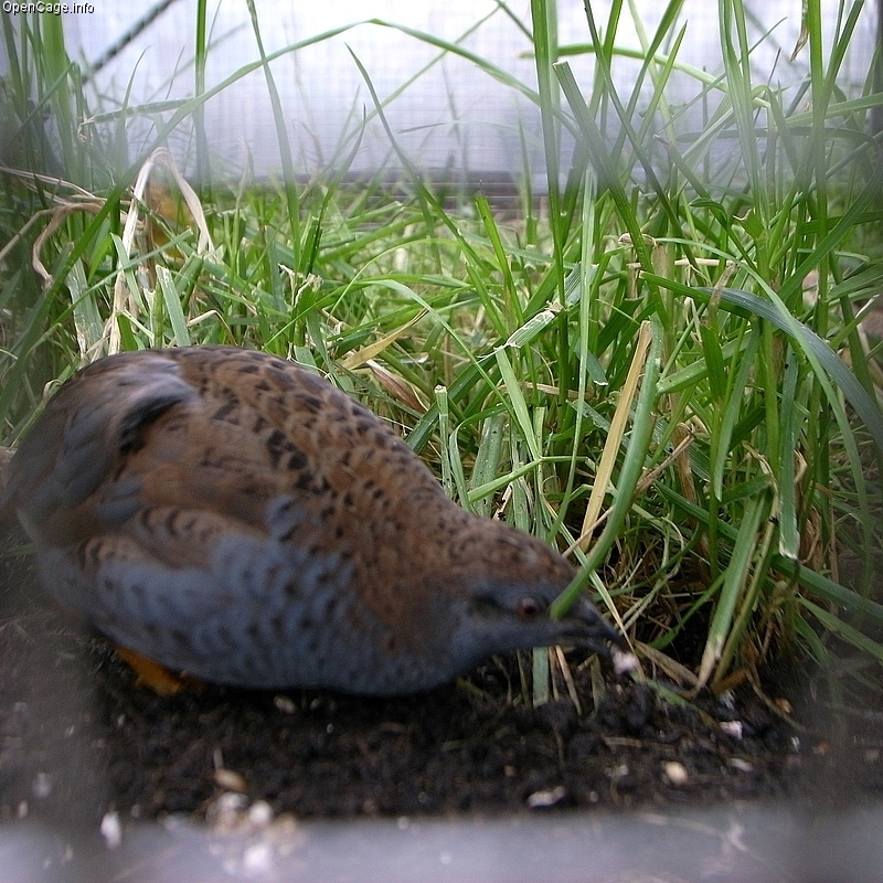 Galerías de Exóticos: Codorniz China (Excalfactoria chinensis)