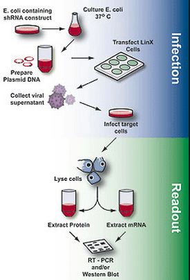 Cell line cross-contamination |Genetic Engineering Info