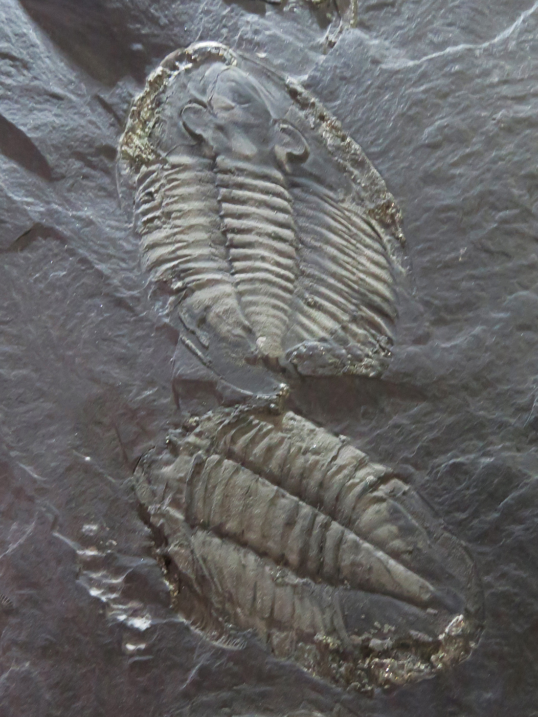 CURIOSIDADES CIENTÍFICAS : Trilobites
