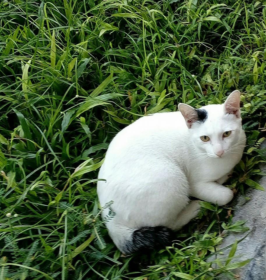 Kucing Utara