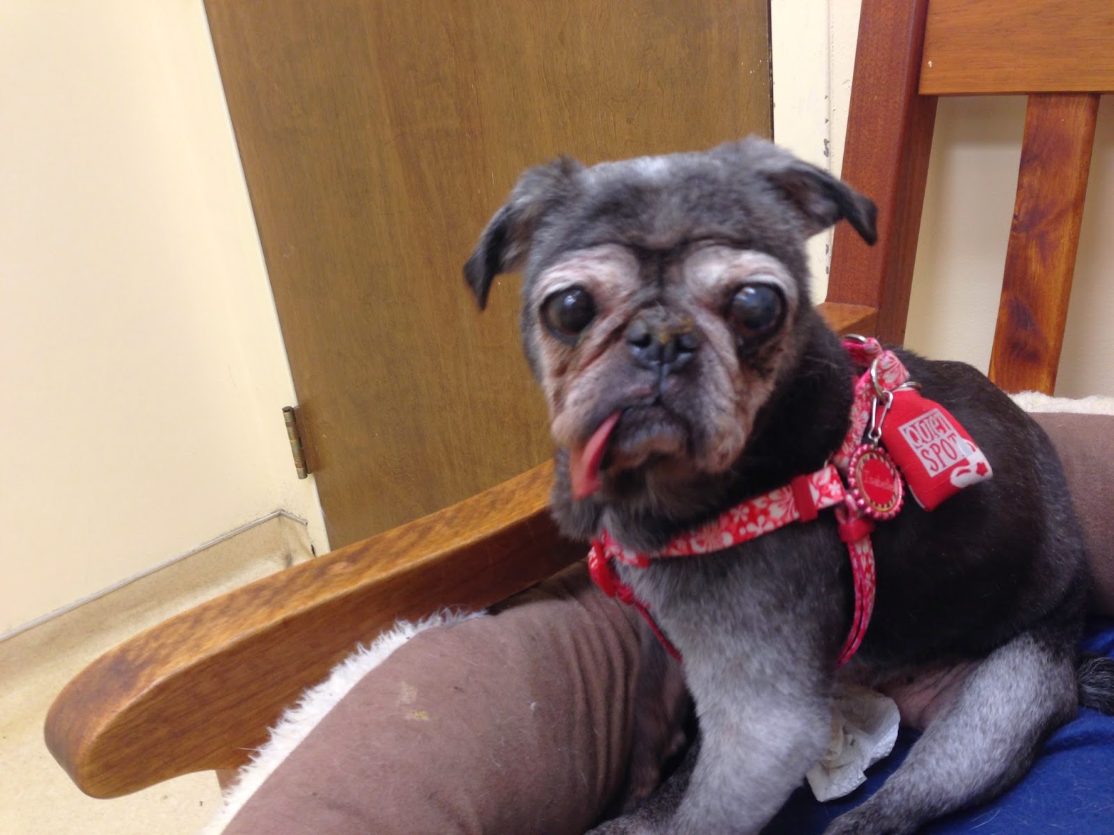 Southern Fried Pugs: Mast cell cancer