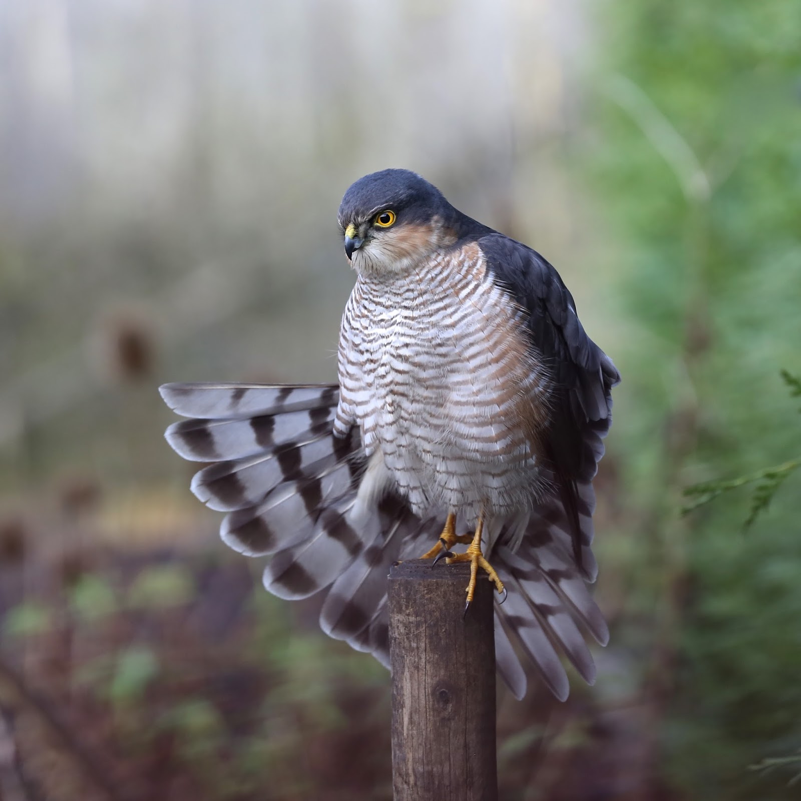 TrogTrogBlog: Bird of the week - Sparrowhawk