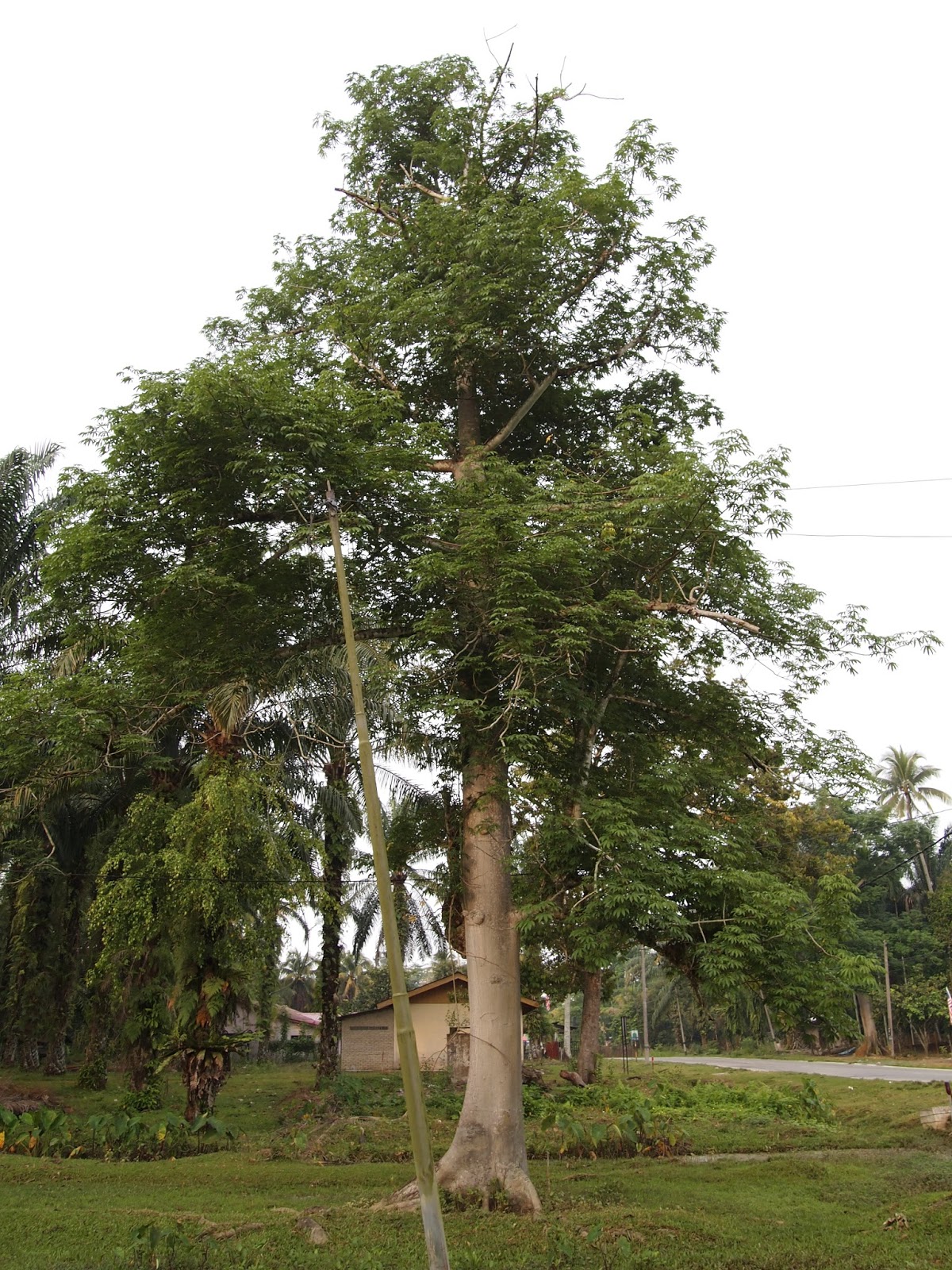 Ketahui 11 Jenis Pokok Yang Menjadi Tempat Tinggal Hantu | Informasi ...