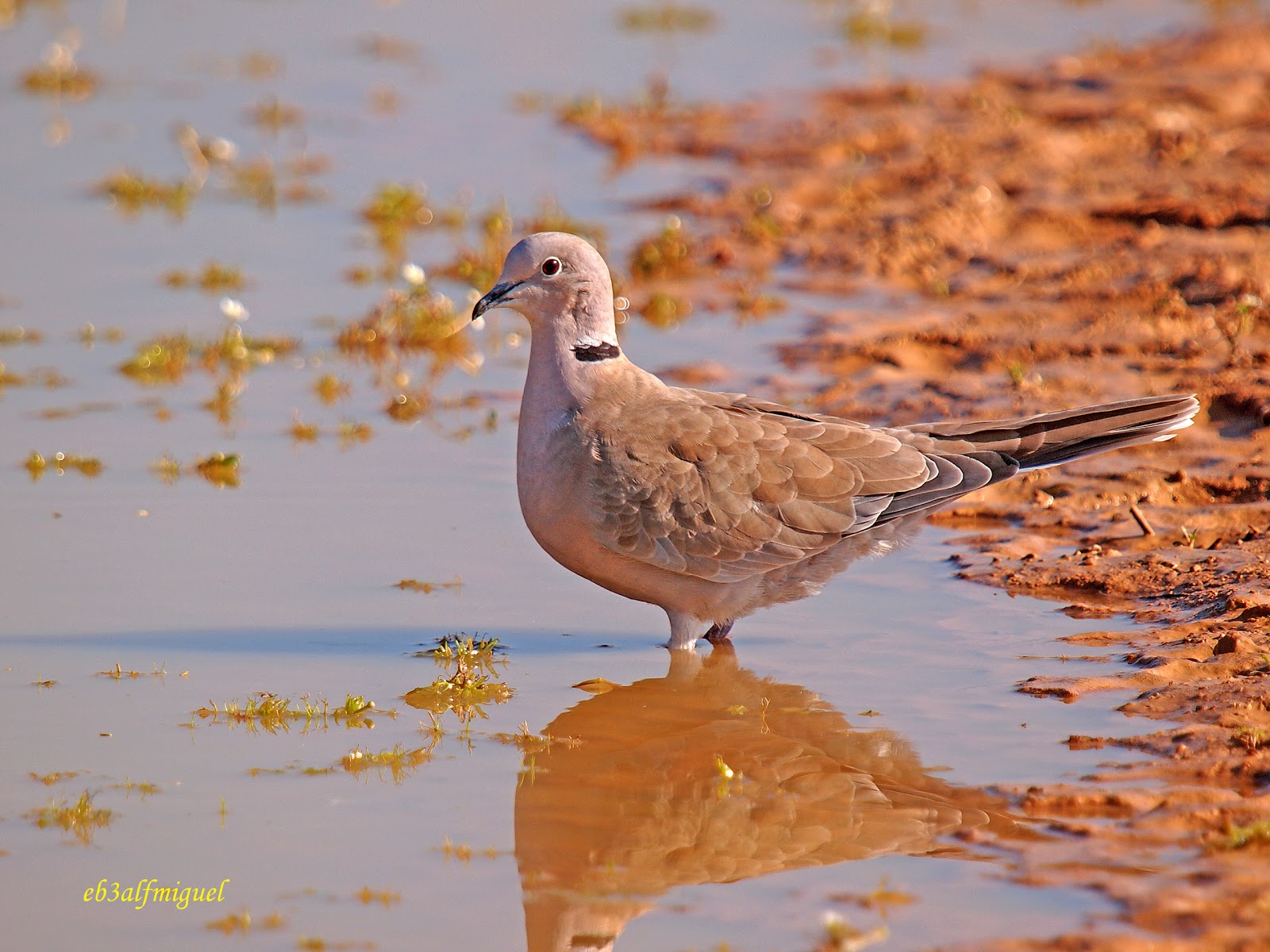 MIS AMIGAS LAS AVES: Tórtola turca (Streptopelia decaocto)