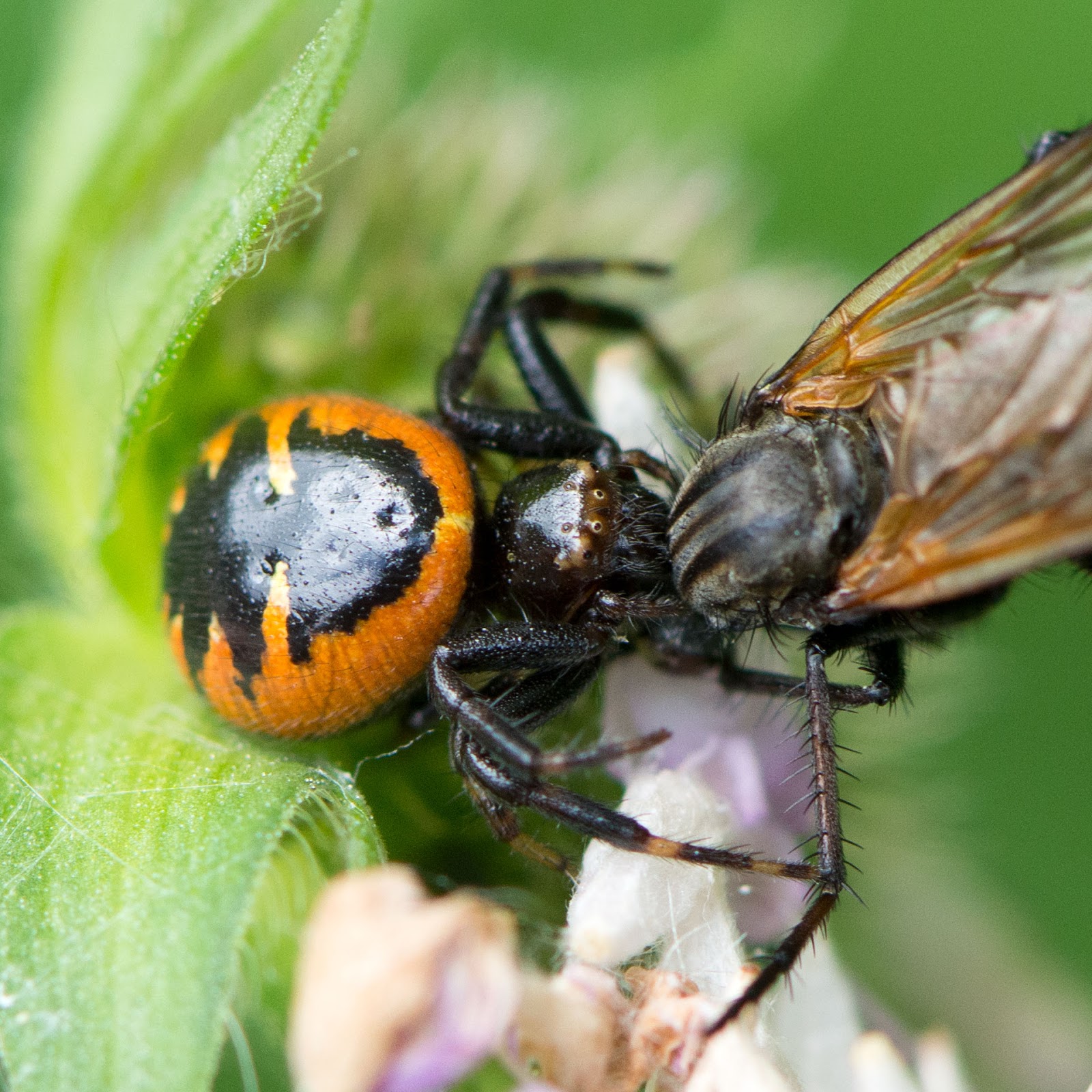 Macrophoto plaisir passion: L'Araignée Napoléon, Synema globosum