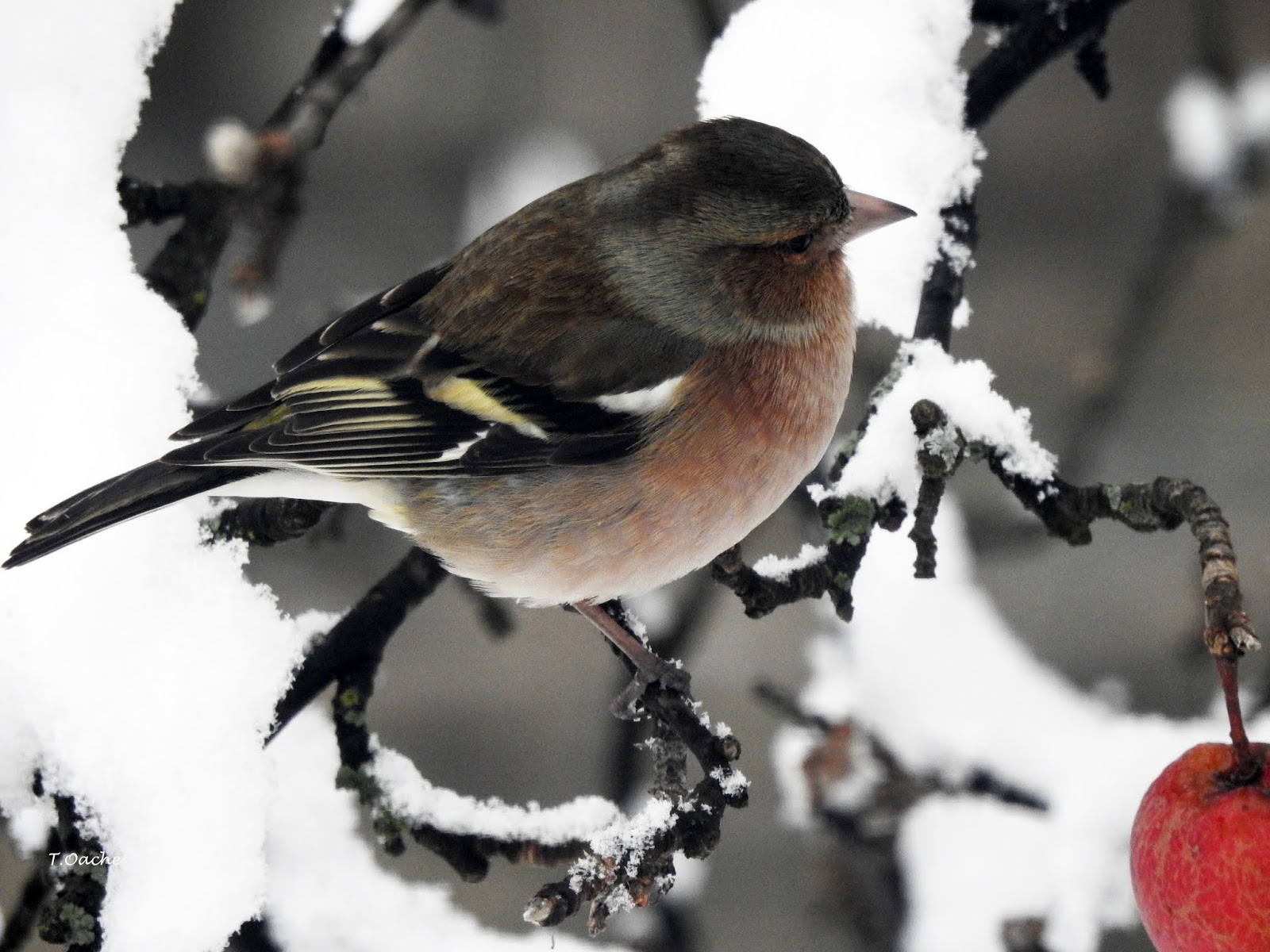 PASARI DIN ROMANIA: CINTEZA, Fringilla coelebs