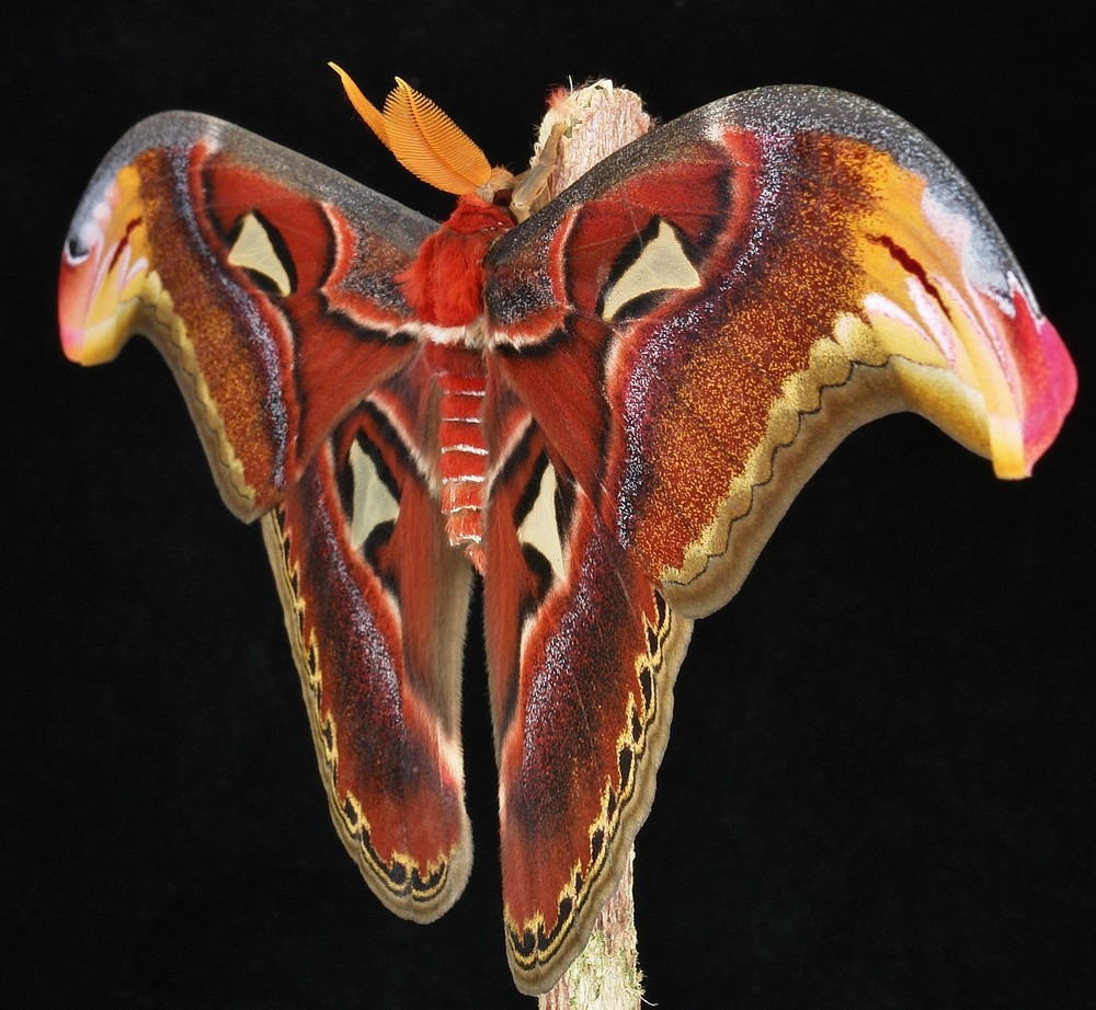 The Atlas Moth (Attacus Atlas)