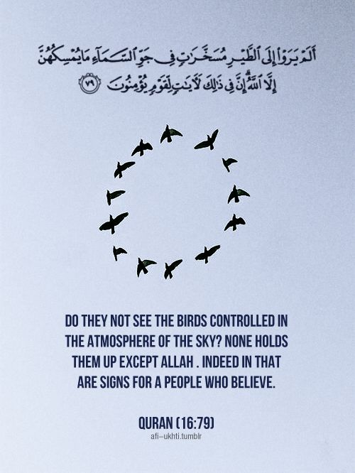 Islam Daily: "Do they not see the birds, that wing their flight in the ...