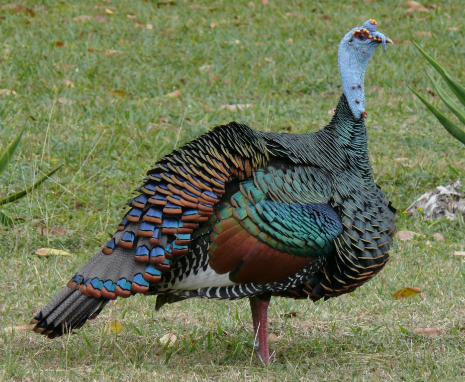 Ohio Birds and Biodiversity: Blast from the past: Ocellated Turkey