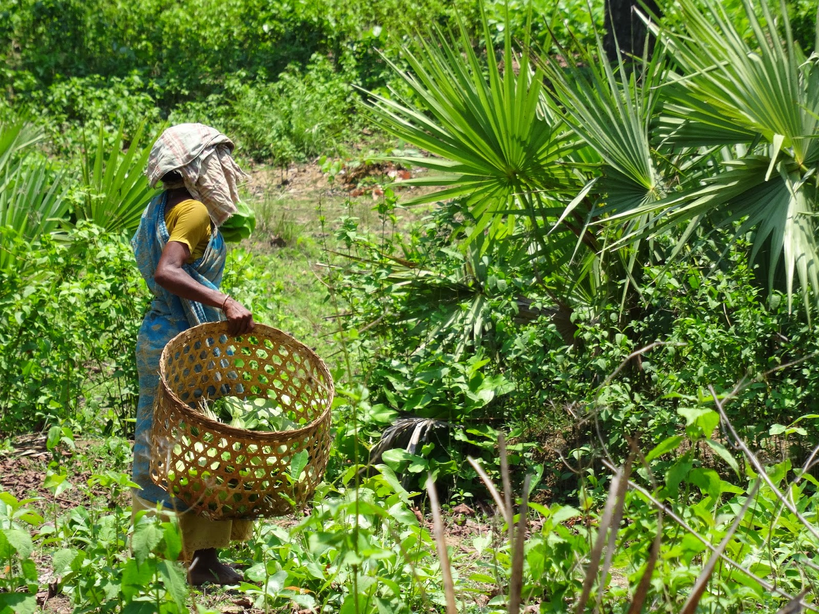 ashachintur: TENDU (BEEDI) LEAVES COLLECTION AND PROCESSING