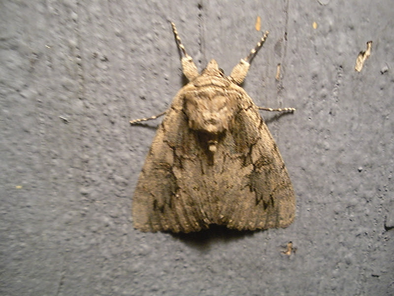 Primarily pets: It's moth season