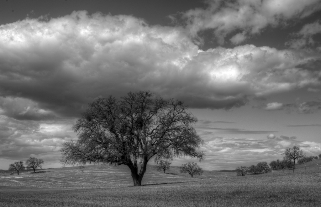 Catalott On The Road: Oak Trees in Black and White