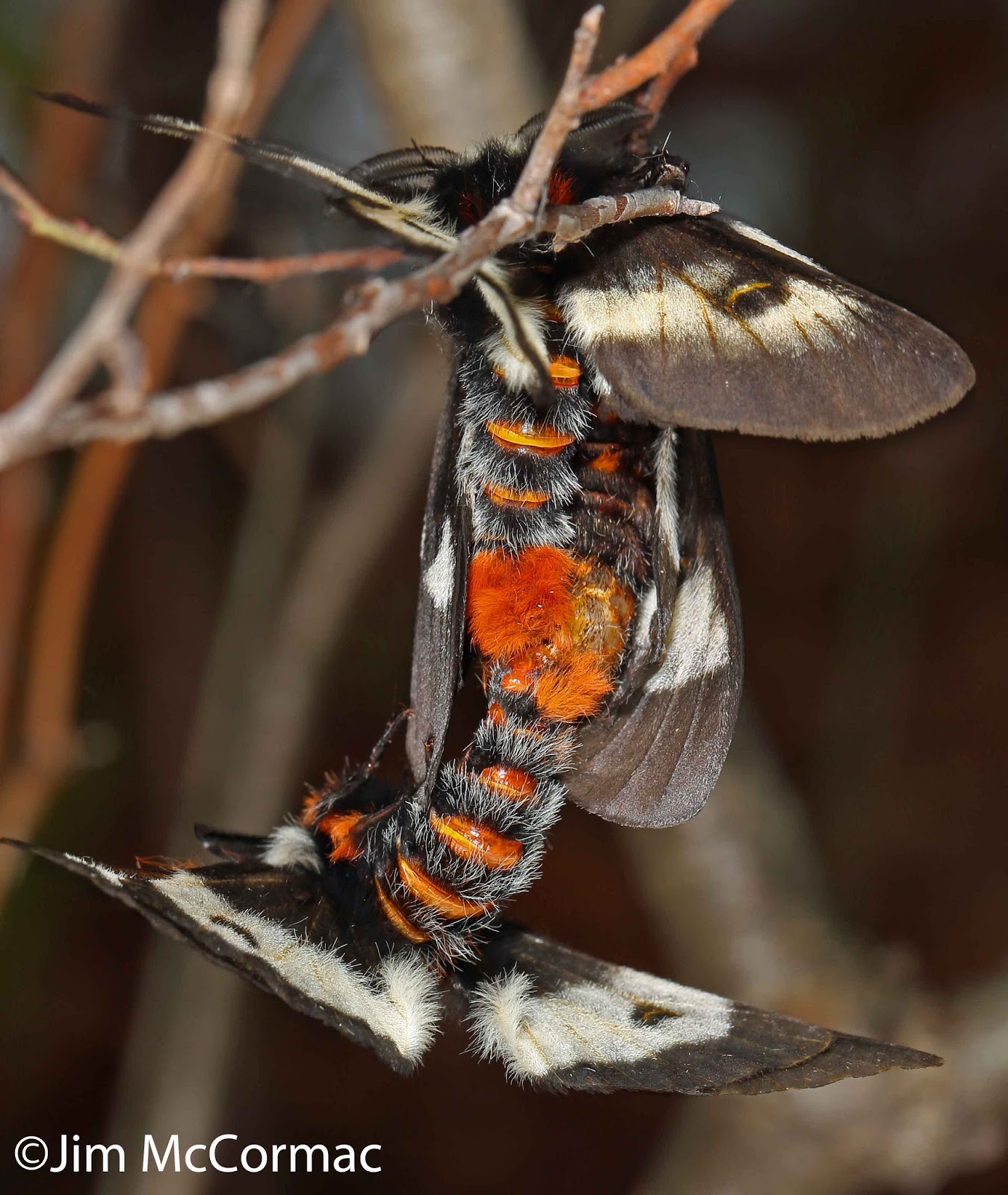 Ohio Birds and Biodiversity: November 2015