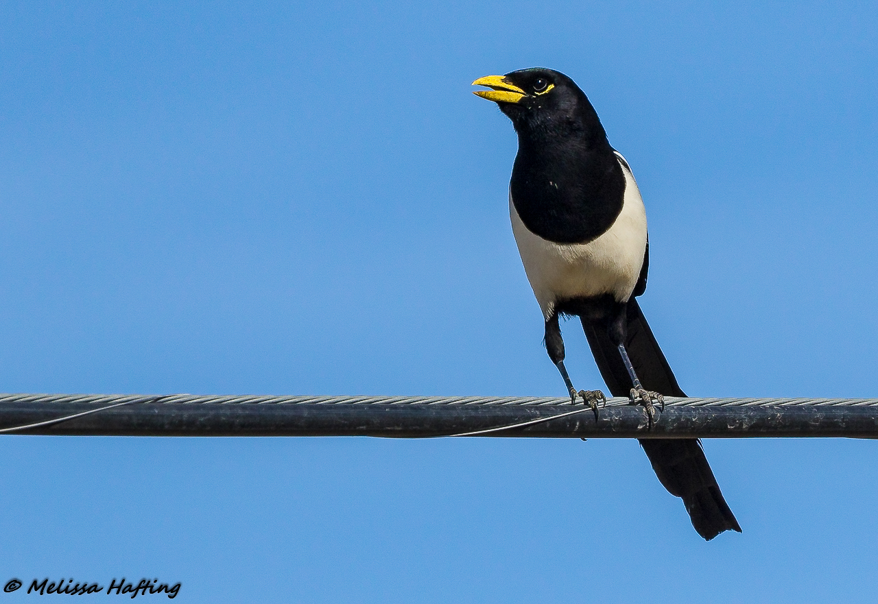NAZCA BOOBIES, A GARGANEY, YELLOW-BILLED MAGPIES AND MORE IN CALIFORNIA