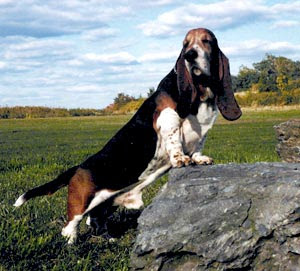 Basset Hound Animal Information And Pictures | All Wildlife Photographs