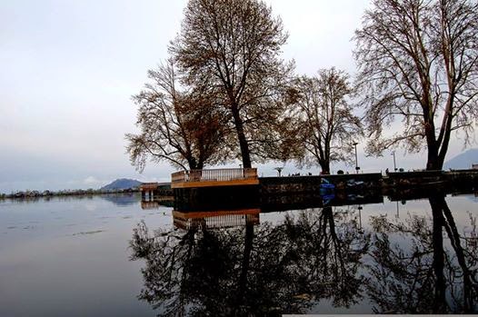 CHINAR SHADE : CHAAR CHINAR ( SONNA LAENK ) WAITS FOR THE ARRIVAL OF ...