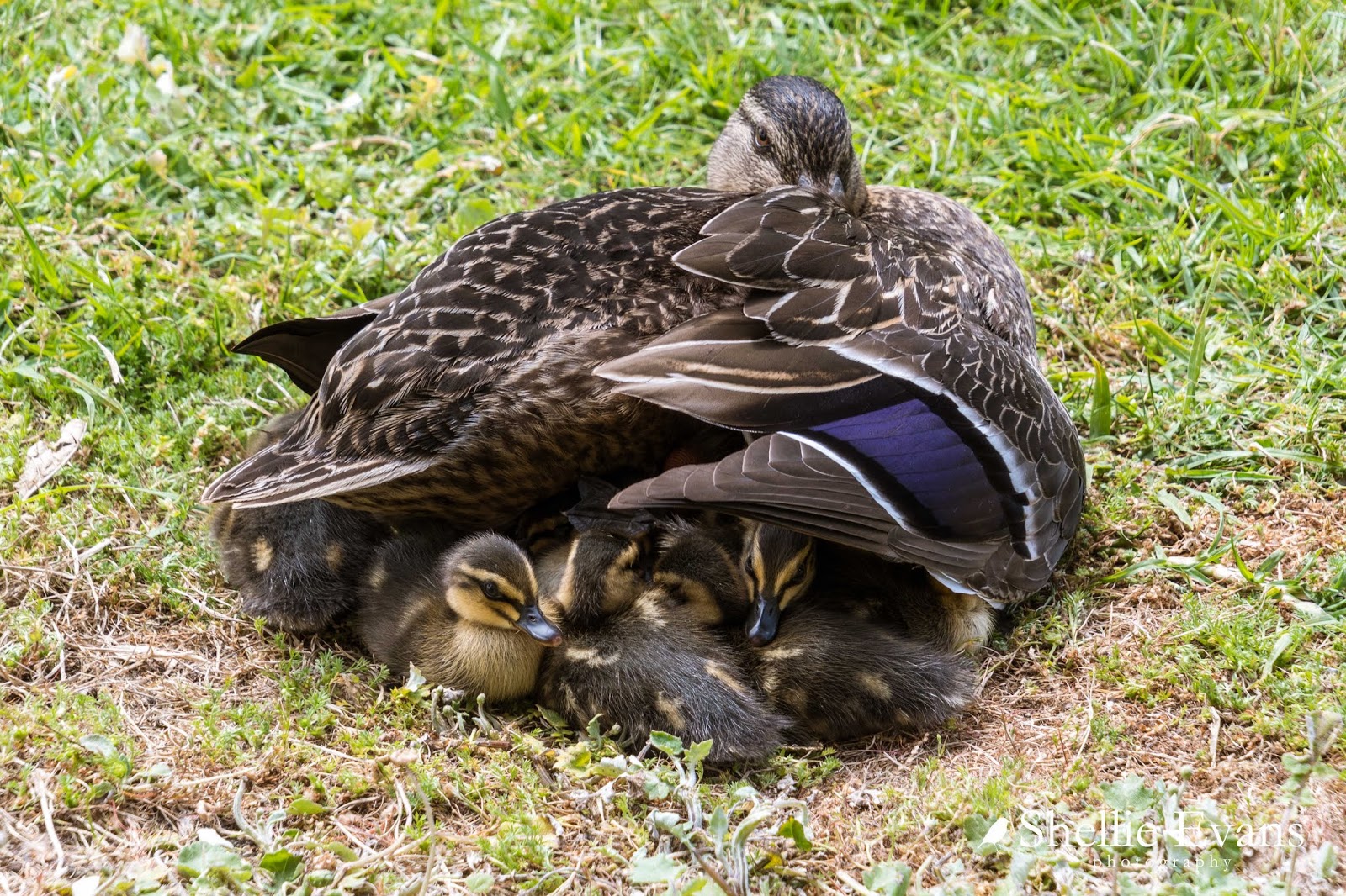 Two Go Tiki Touring: Perfect Puriri Bay- Part 2