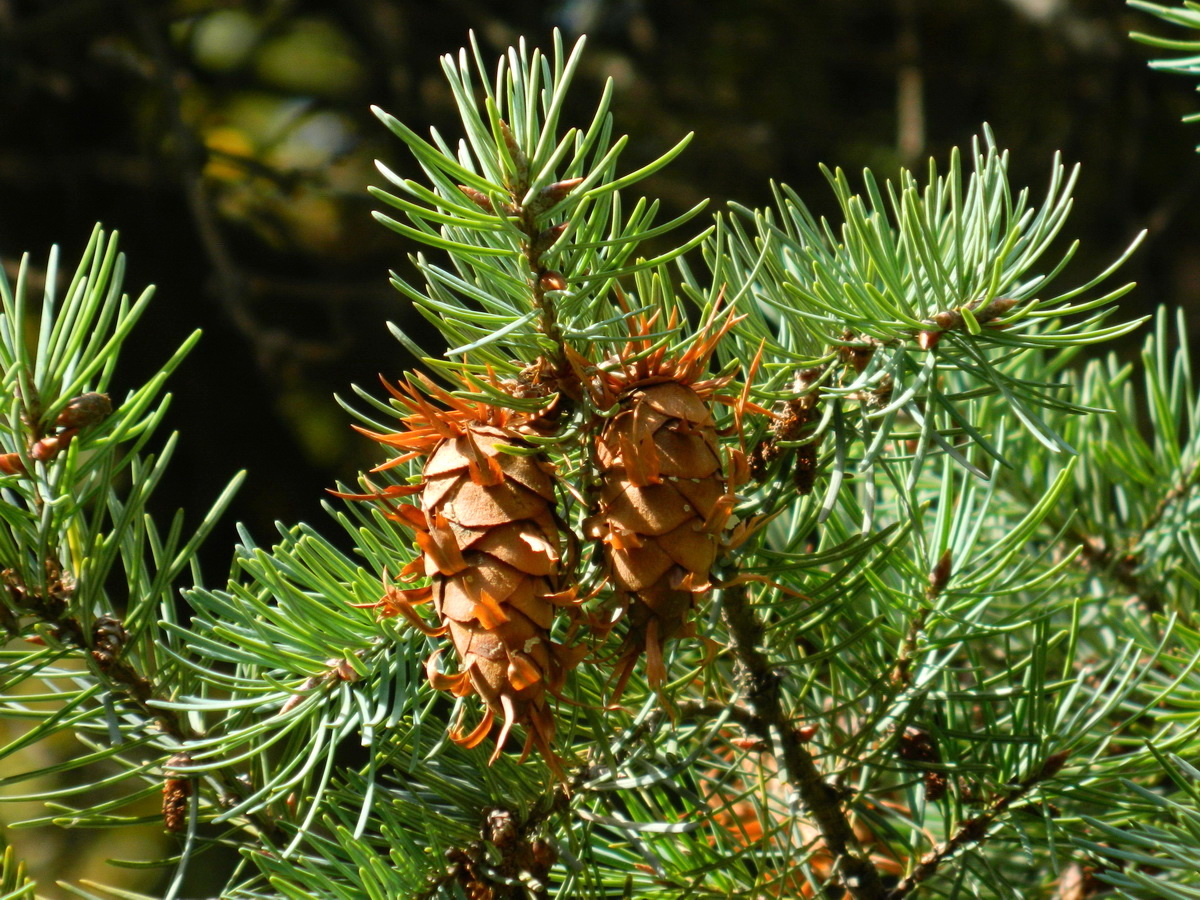 LA MULTI ANI, ROMANIA!: Conuri