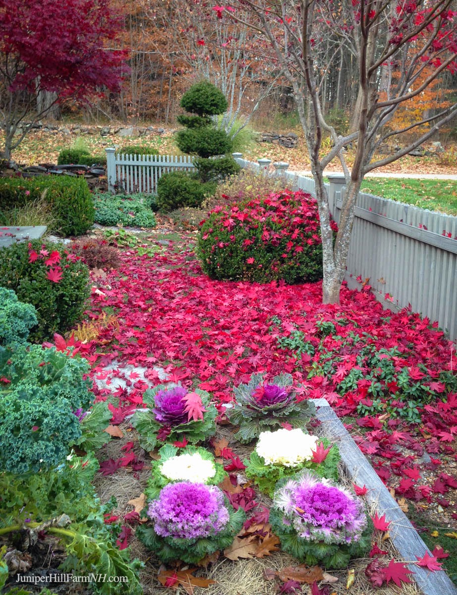 Juniper Hill: So Long, November