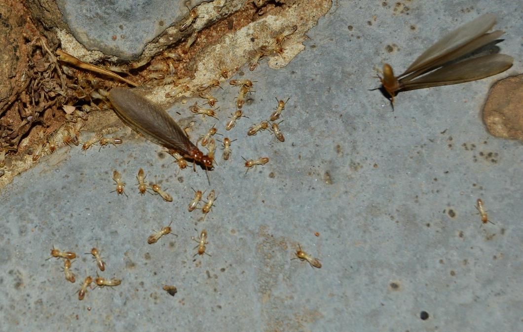 Roots 'n' Shoots: When Termites Fly... cues from Nature