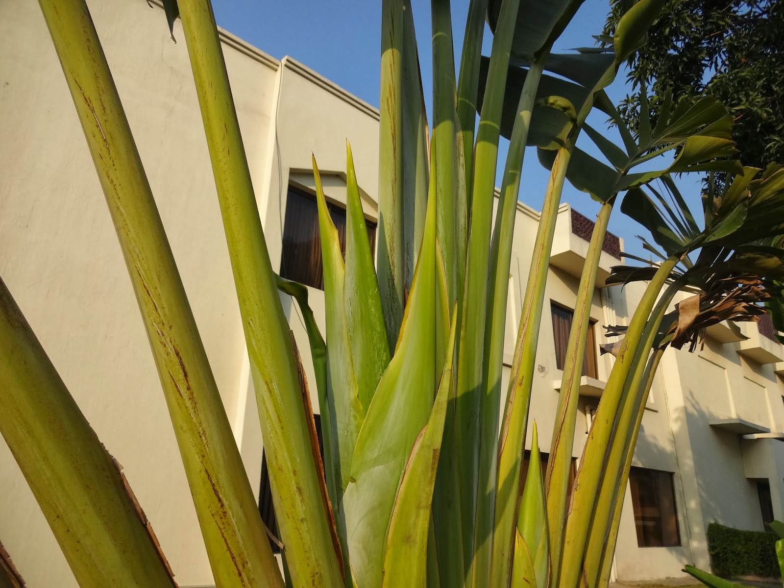 Plants of Lahore - Pakistan