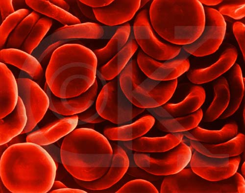 ALIT ADI SANJAYA: SEL DARAH PADA MANUSIA (HUMAN BLOOD CELLS)
