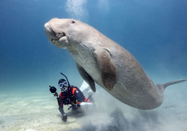 White Wolf : Pictures show ‘gentle giant’ sea cow relaxing underwater ...