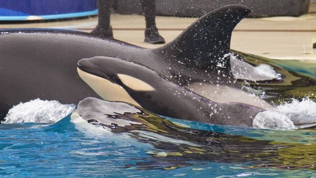 Captive Cetaceans Tragically Sad: Orca Kalia gives birth. Why this is ...
