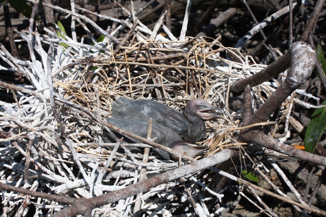 Caza y tiro con aire: Cormorán o Pato Chancho ( Phalacrocorax Brasilianus)