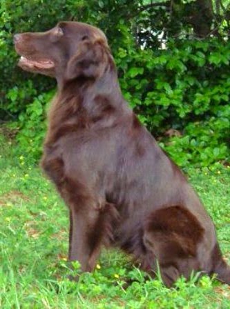 El Retriever de Pelo Liso | Blog Perro