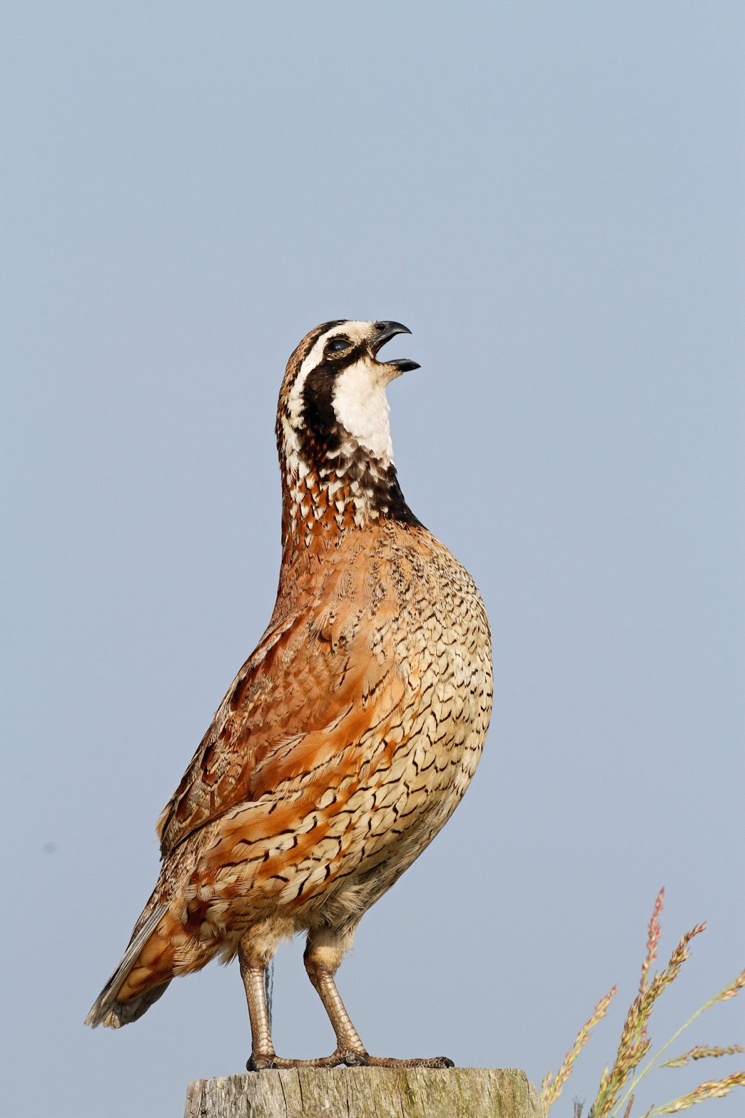 Philly Bird Nerd : Meet Mr. White
