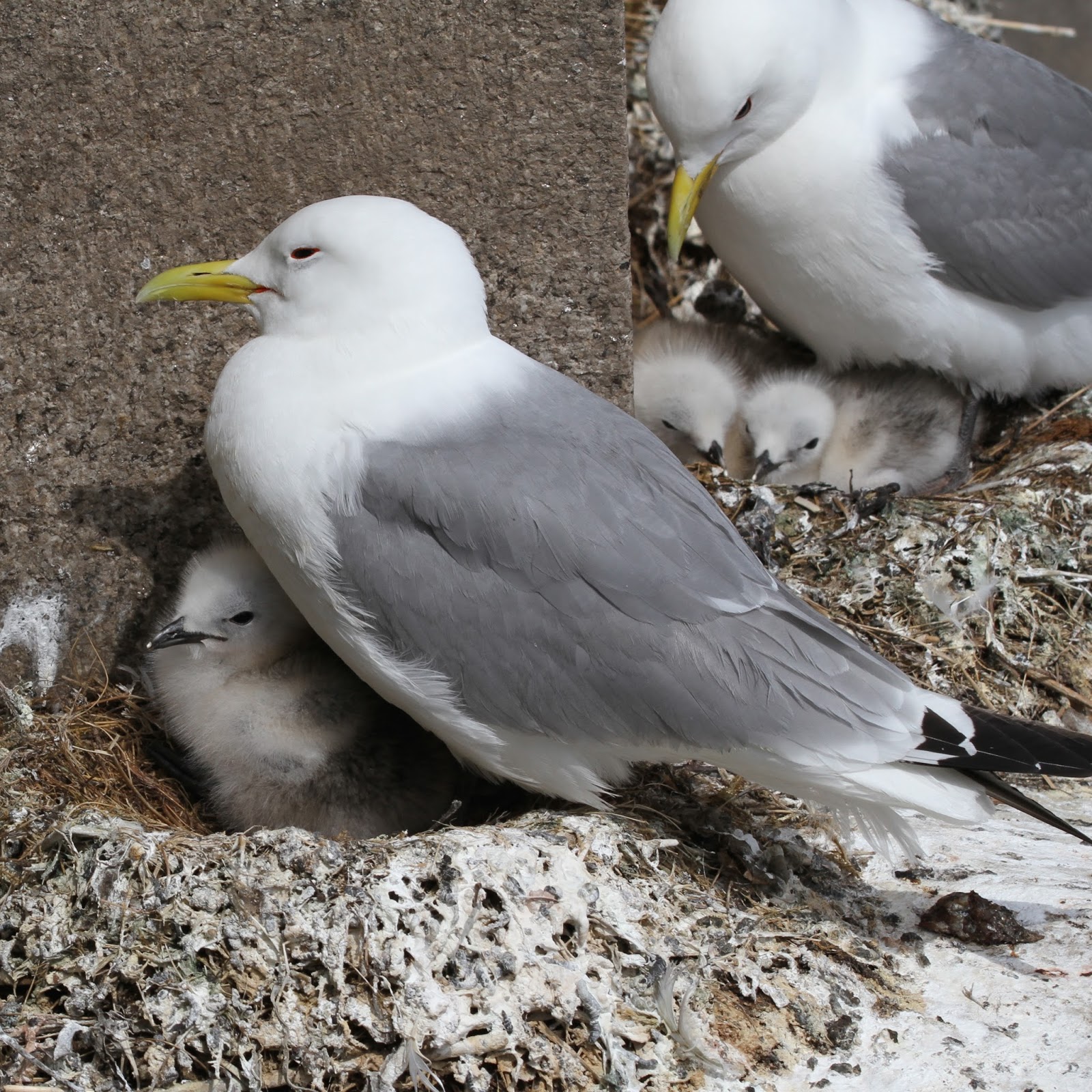 TrogTrogBlog: Bird of the week - Kittiwake
