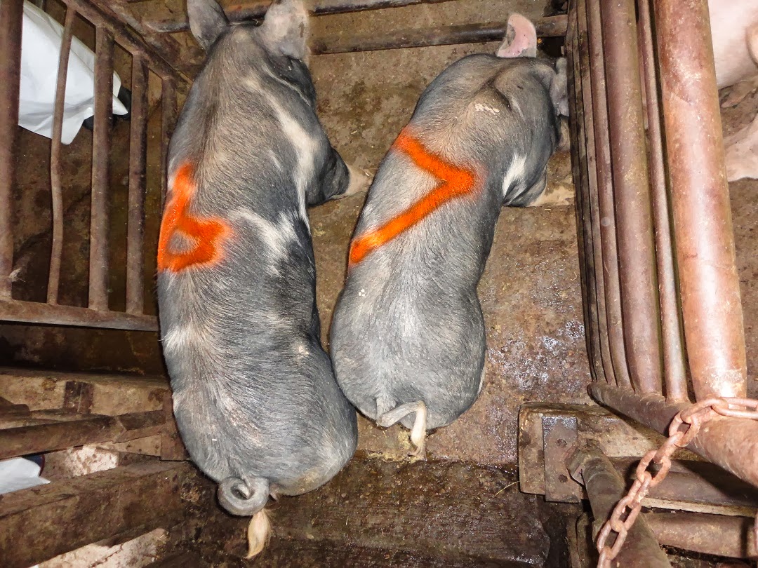 Narrow Path Farm: piggy death