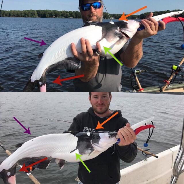 Positive Example of CPR - Kayak Catfish