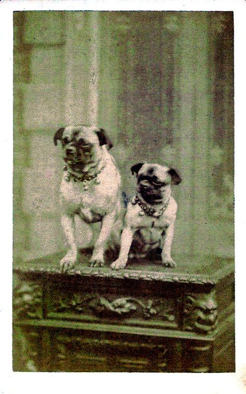 Vintage Doggy: Mother Pug and her Puppy, circa 1890