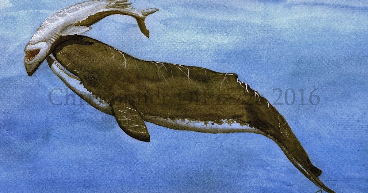 Prehistoric Beast of the Week: Livyatan: Beast of the Week