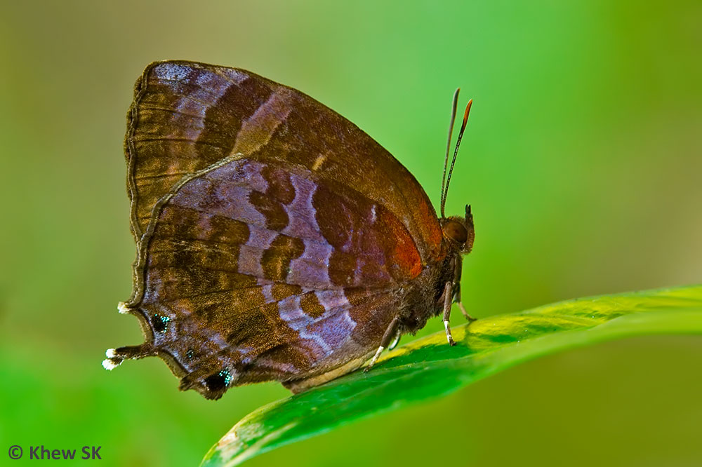 Butterflies of Singapore: Butterfly of the Month - February 2017