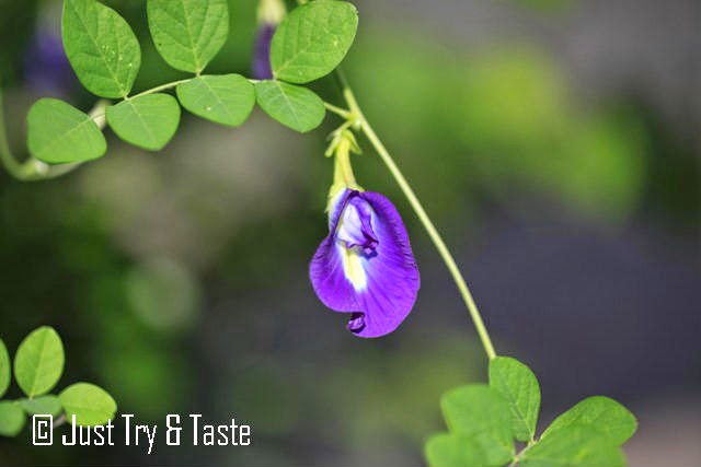 Kue Apam Abu-Abu Kembang Telang ^_^ | Just Try & Taste