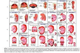 BiologiaprofessoraVaninha: Embriologia