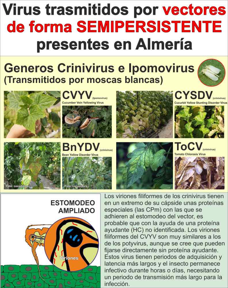 Homo agricola: Hablando de virus... (Capítulo 3. Aliándose con nuestros ...