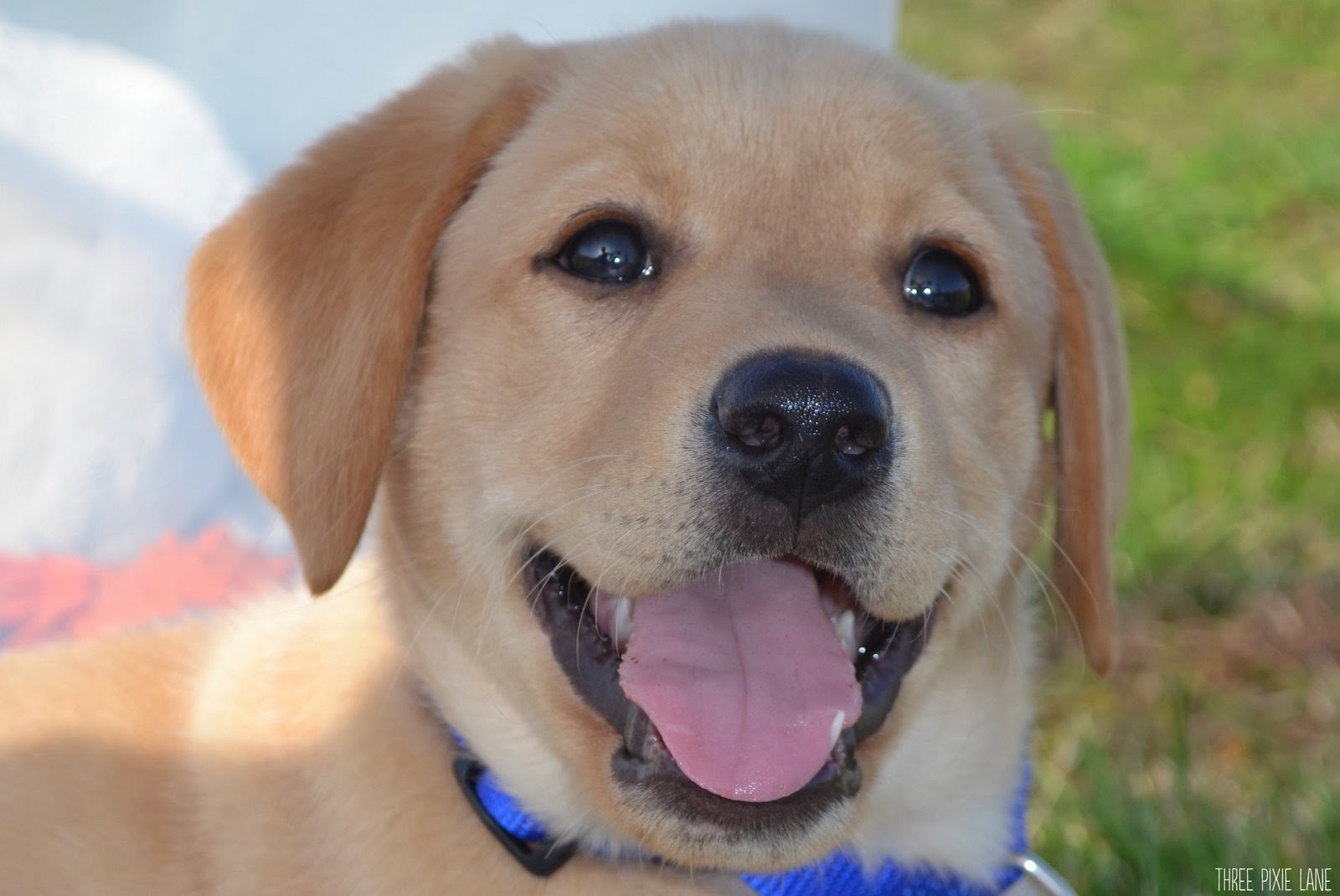 Three Pixie Lane: Favorite Photo Friday- a Dog's Perspective