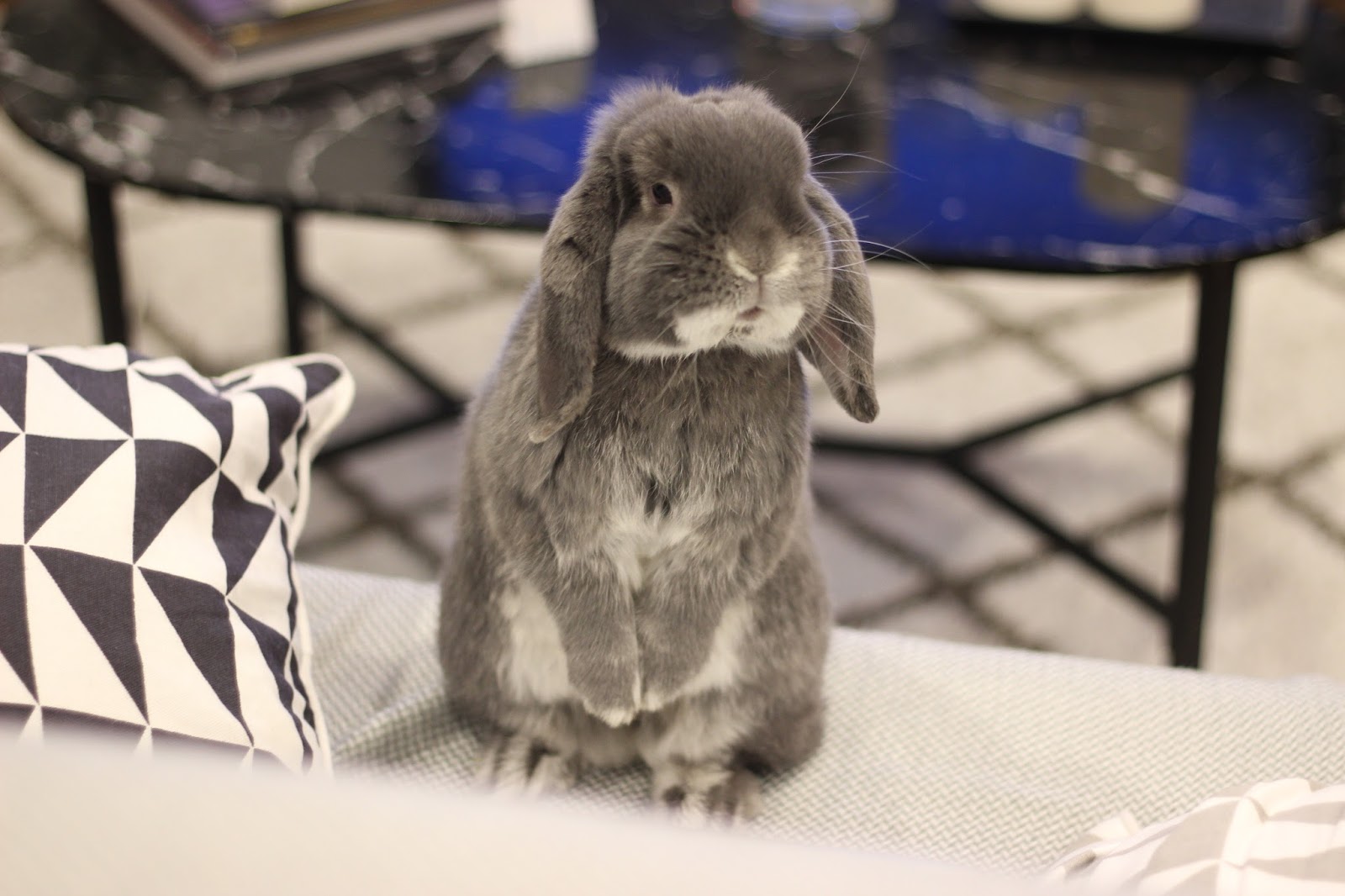 Living With a House Rabbit | Tea Party With Alice | Bloglovin’