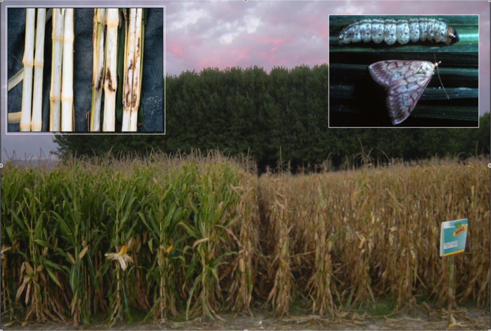 Ciencias Para El Mundo Contemporáneo: Modificación genética de plantas ...