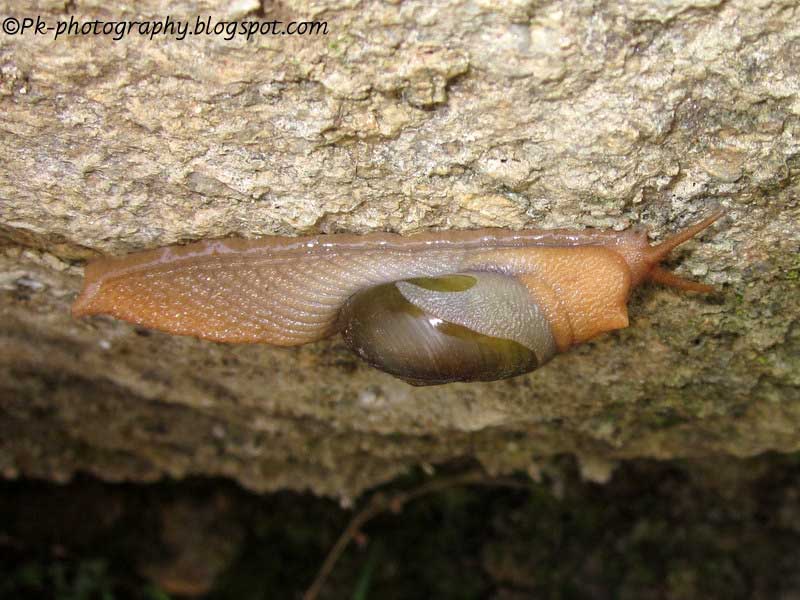 Rock Snail | Nature, Cultural, and Travel Photography Blog